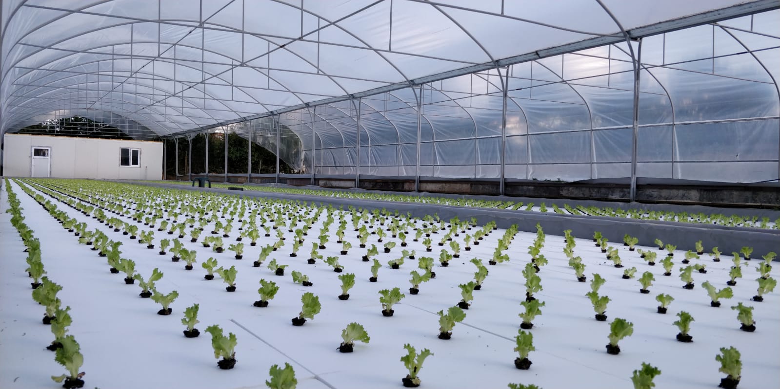 Samet Abi Farms | F6S