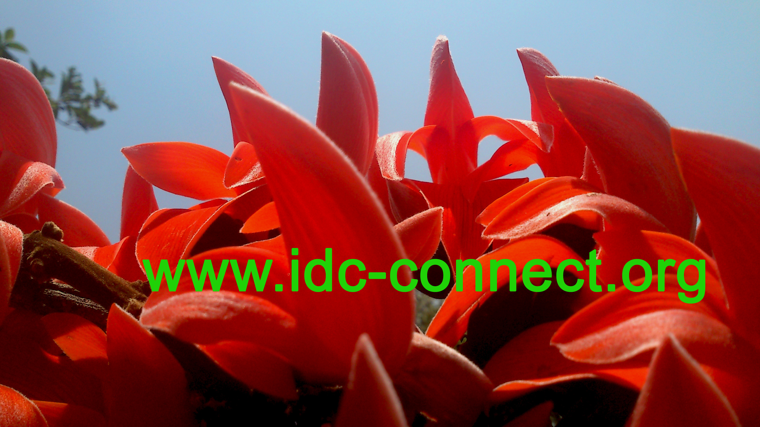 IDC Community Connect | F6S