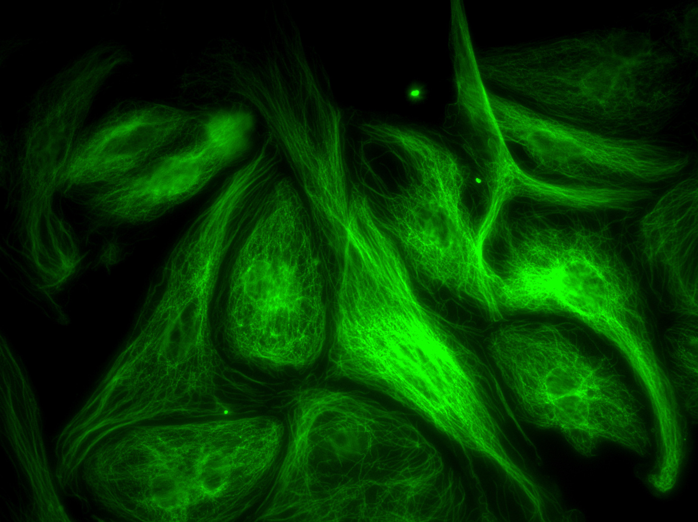 Immune Biosolutions | F6S