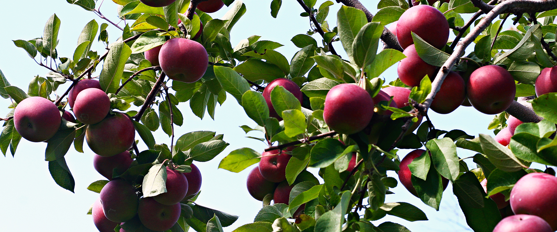 Semios Technologies | F6S