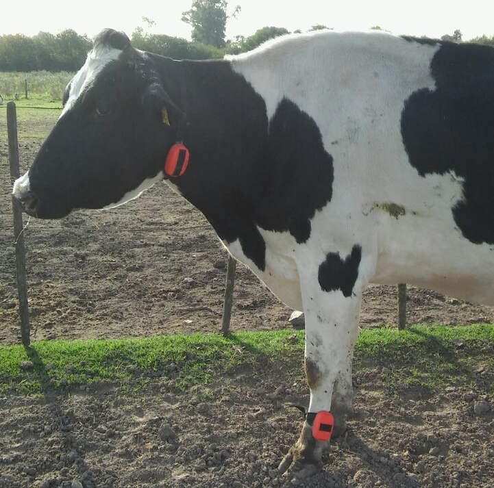 Cattle Tracking Monitor | F6S