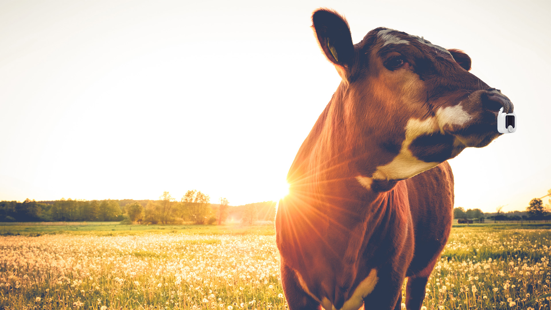 ZELP (Zero Emissions Livestock Project) | F6S