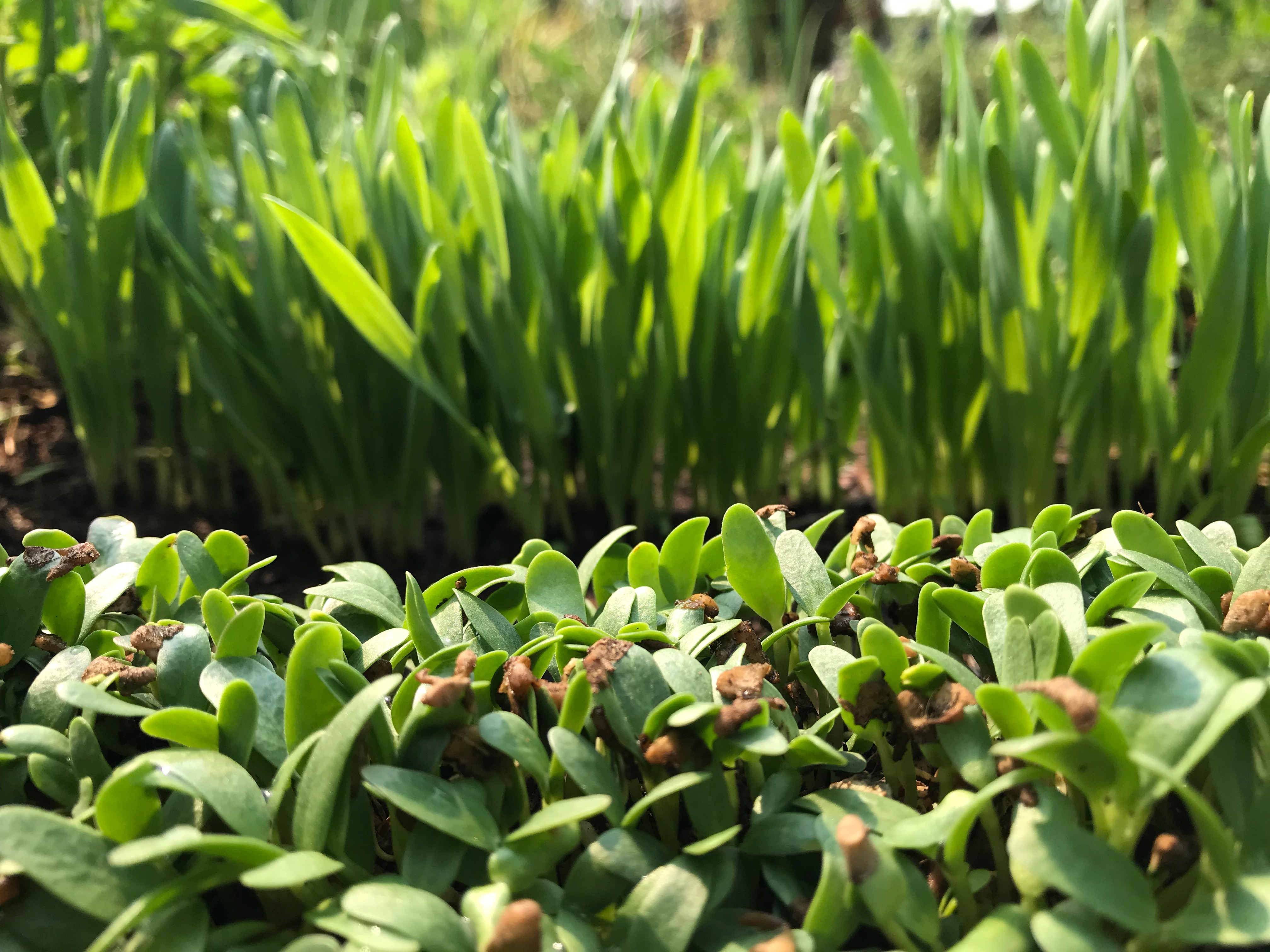 Food Forests 4Frica | F6S