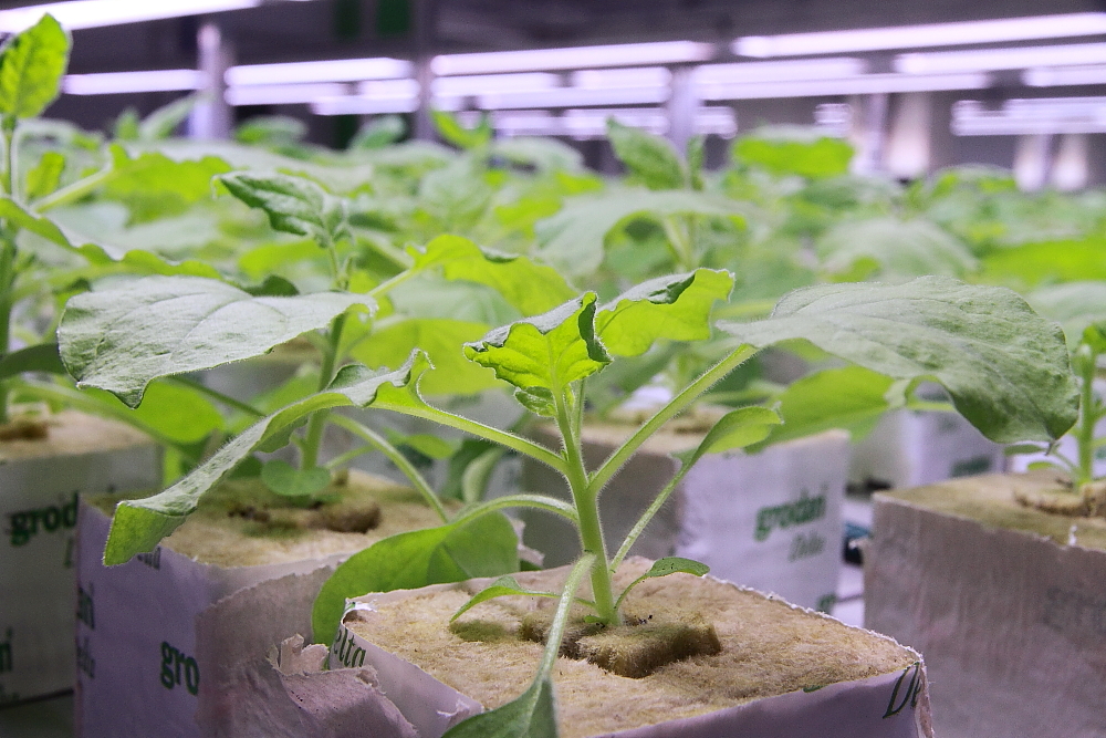 Cape Bio Pharms | F6S