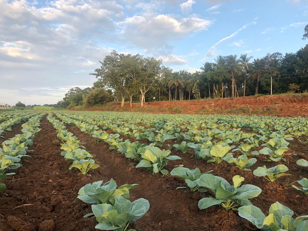 Humus - Soil to Home | F6S